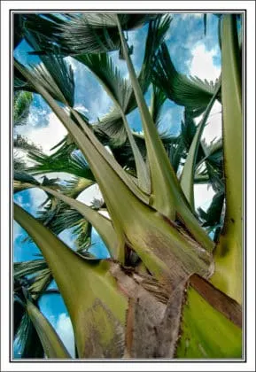 Plante monocarpique - Plante qui meurt après la floraison