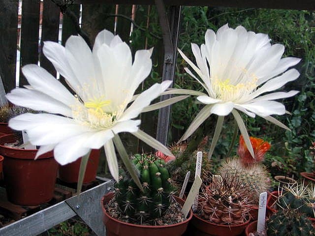 Cactus à Fleur : le guide complet pour réussir sa floraison