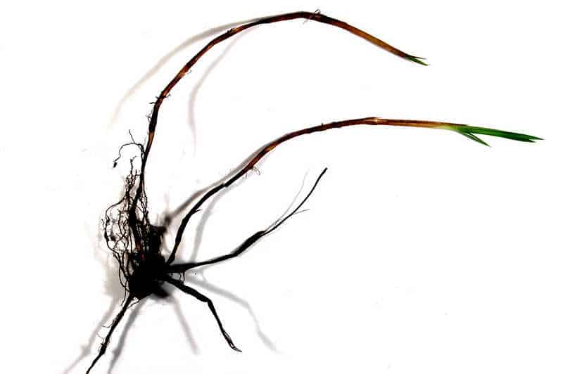 Plante à rhizome - Explications et vulgarisation