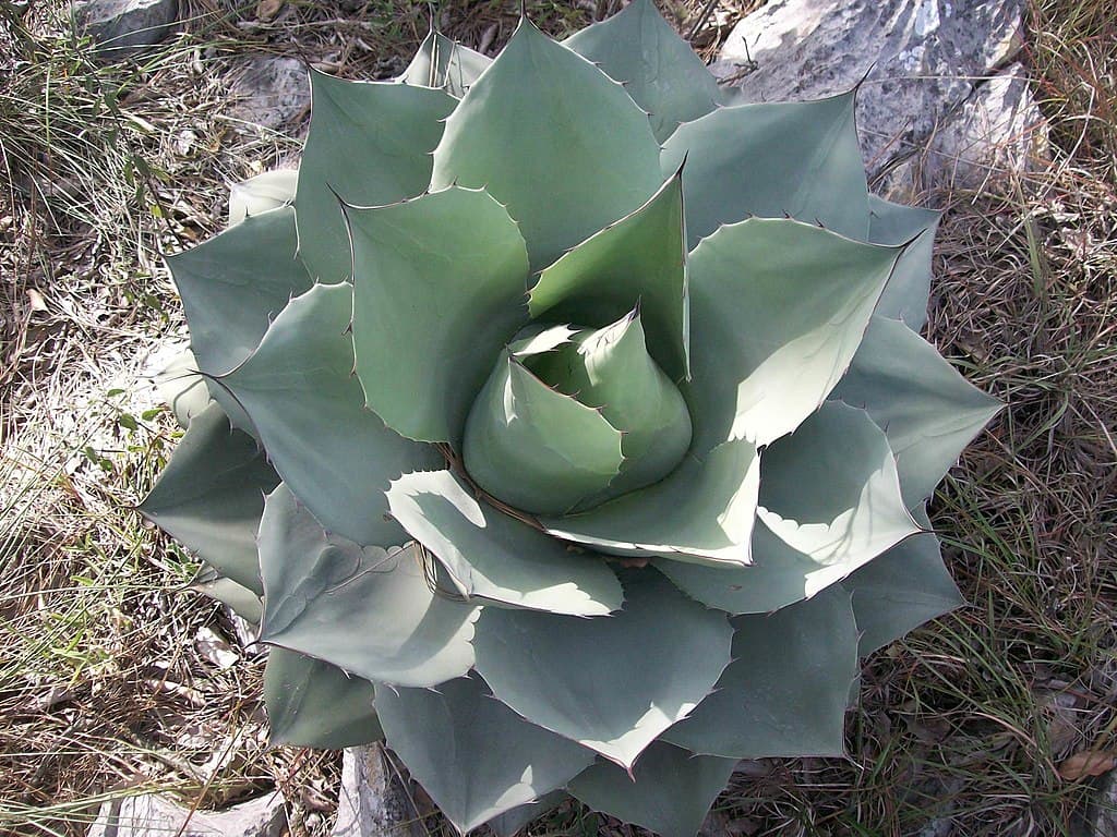 Agave Ovatifolia : l'agave à feuilles ovales